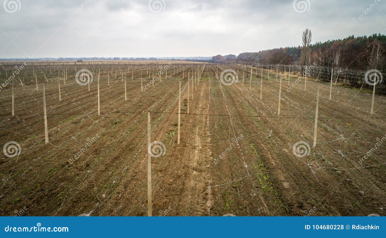 Aerial View on Hops Field. Field of Hops after Harvesting. Stock Photo ...