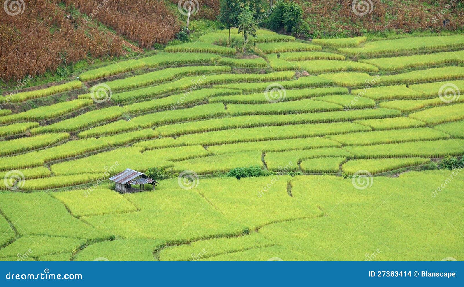 Aerial View of House at Rice Field Terraces Stock Photo - Image of ...