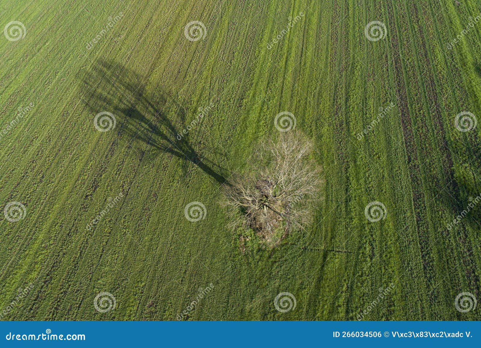 Aerial View of a Isolated Leafless Oak Tree in a Green Meadow Stock ...