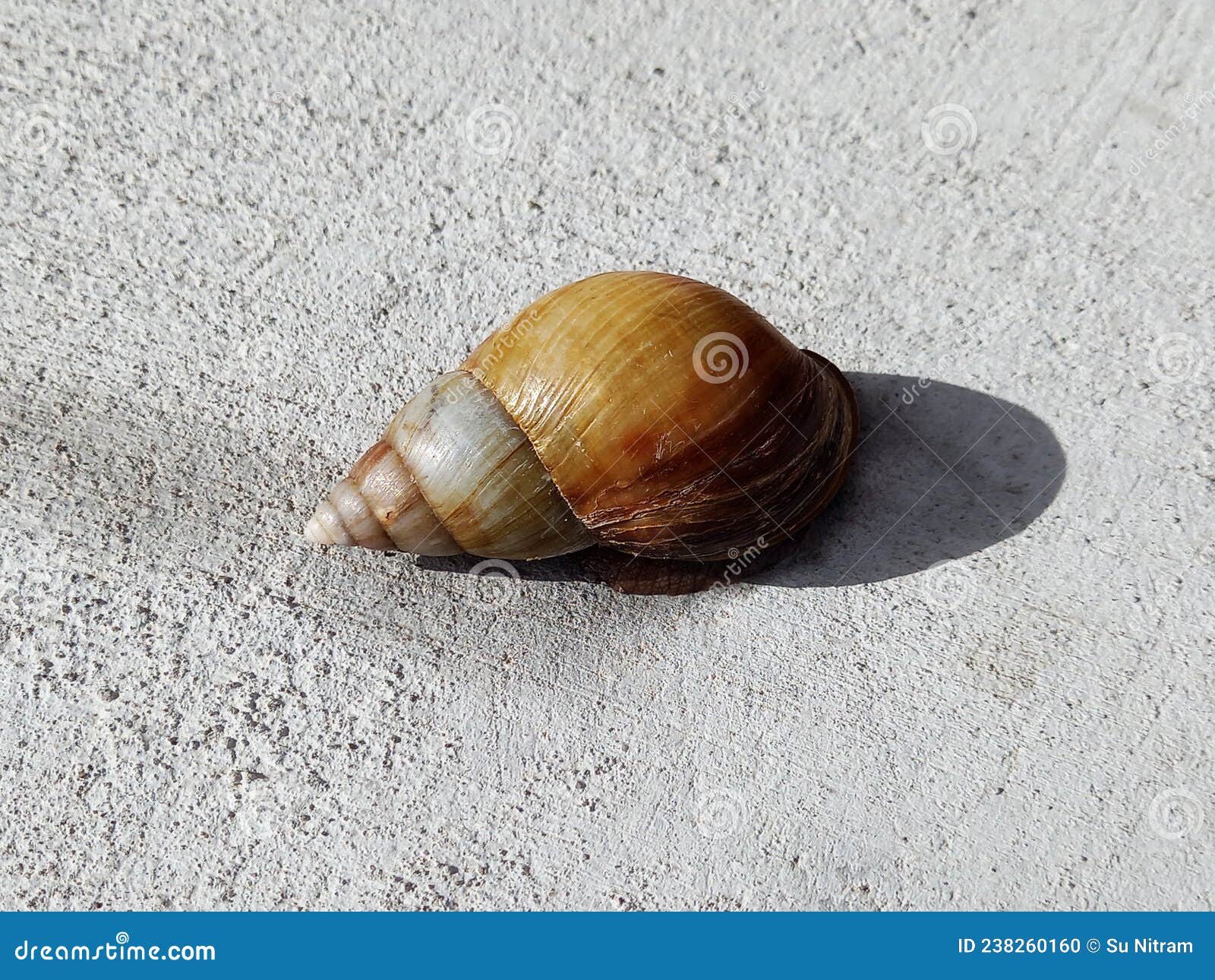 Aerial View of Isolated Snail Shell. Mollusk Shell. Empty Spiral Shell ...