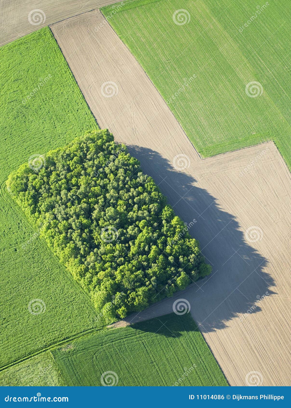 Aerial View : Isolated Wood in Fields Stock Photo - Image of rural ...