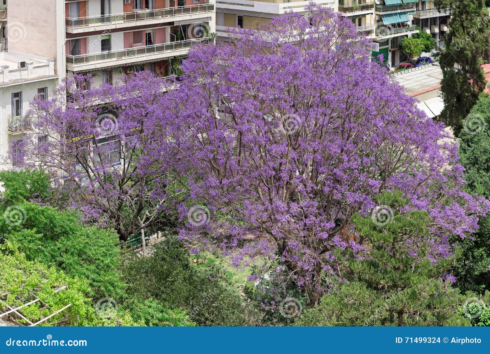 Aerial View of a Jacaranda Mimosifolia Tree Stock Photo - Image of ...
