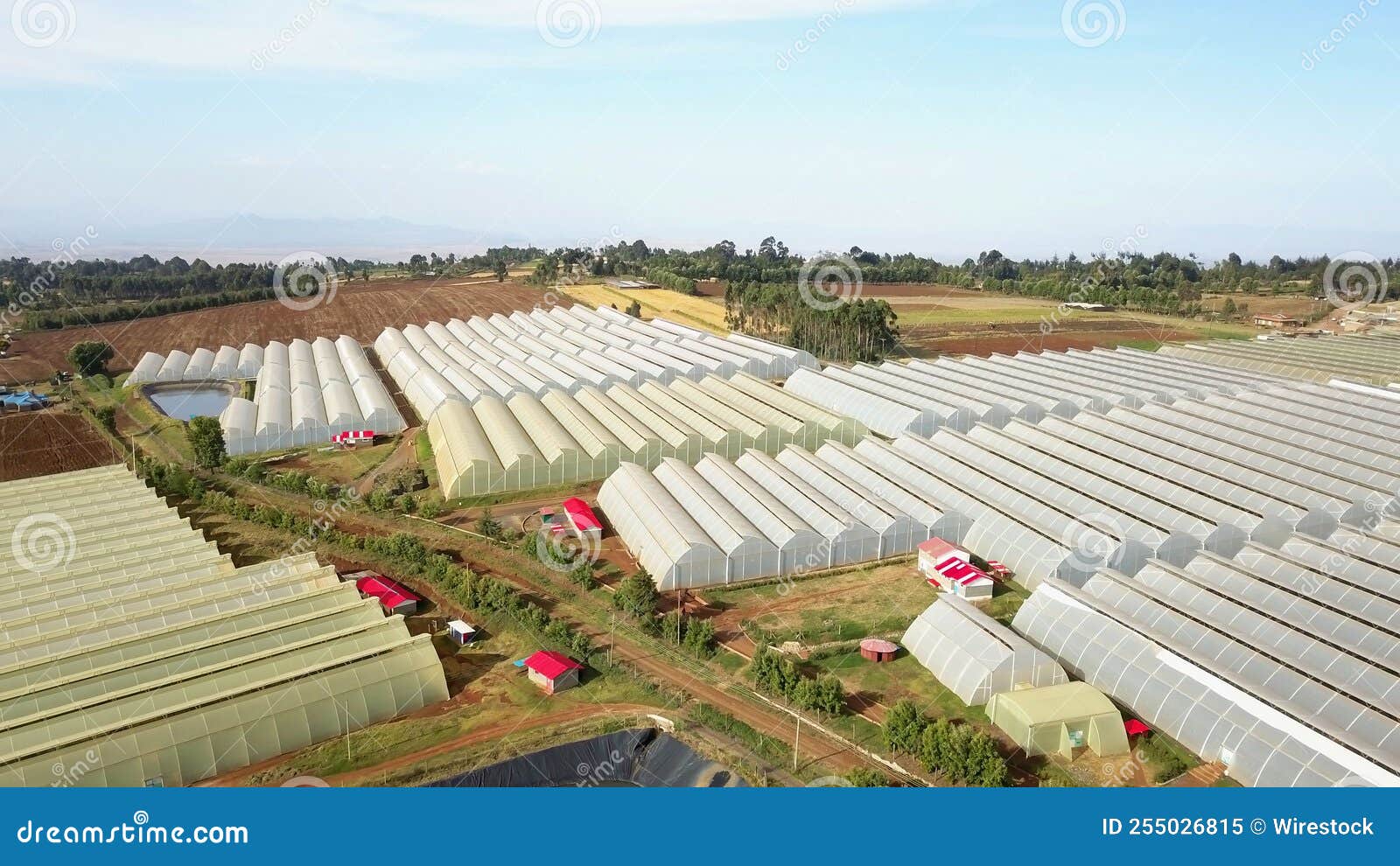 Aerial View of Large Greenhouses Located in the Fields in the Daylight ...
