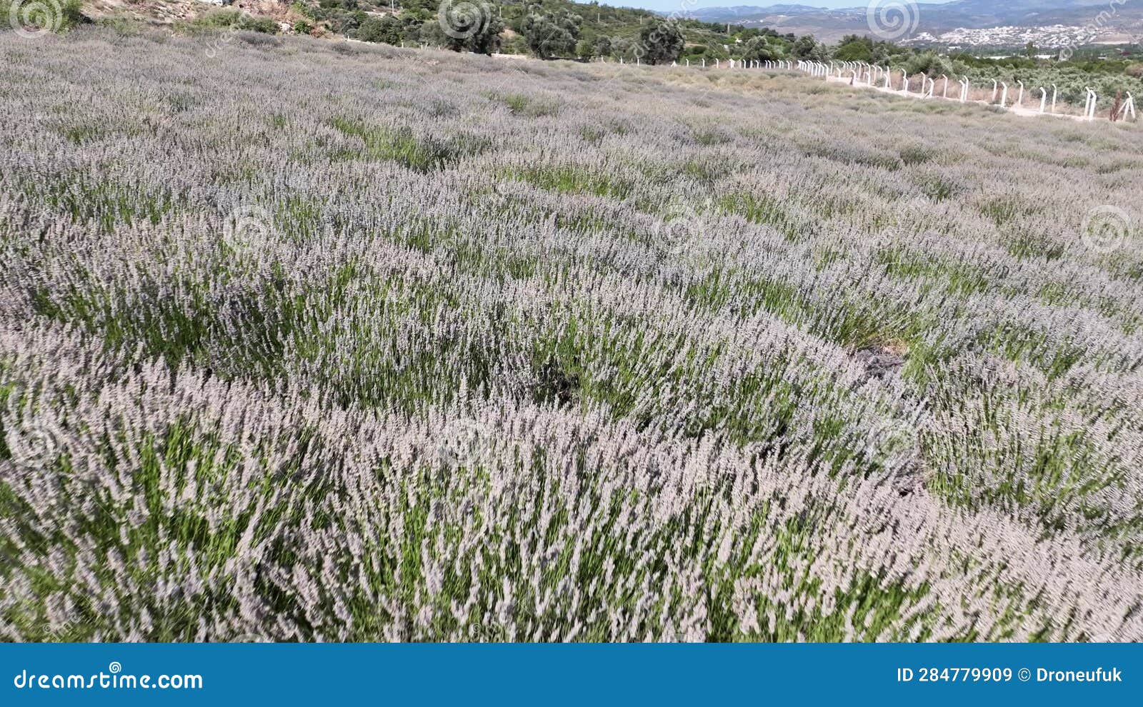Aerial View of Lavender with Drone Stock Video - Video of blossom ...