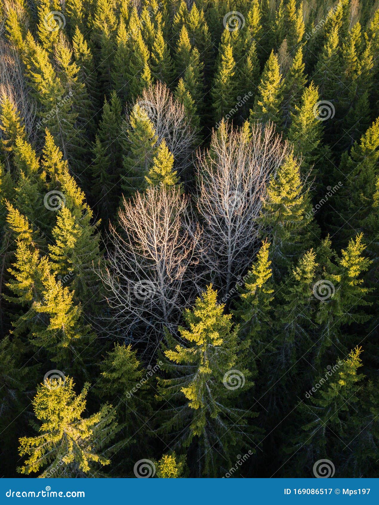 Aerial View of Leafless Aspen Trees in Spruce Forest in Autumn. Stock ...