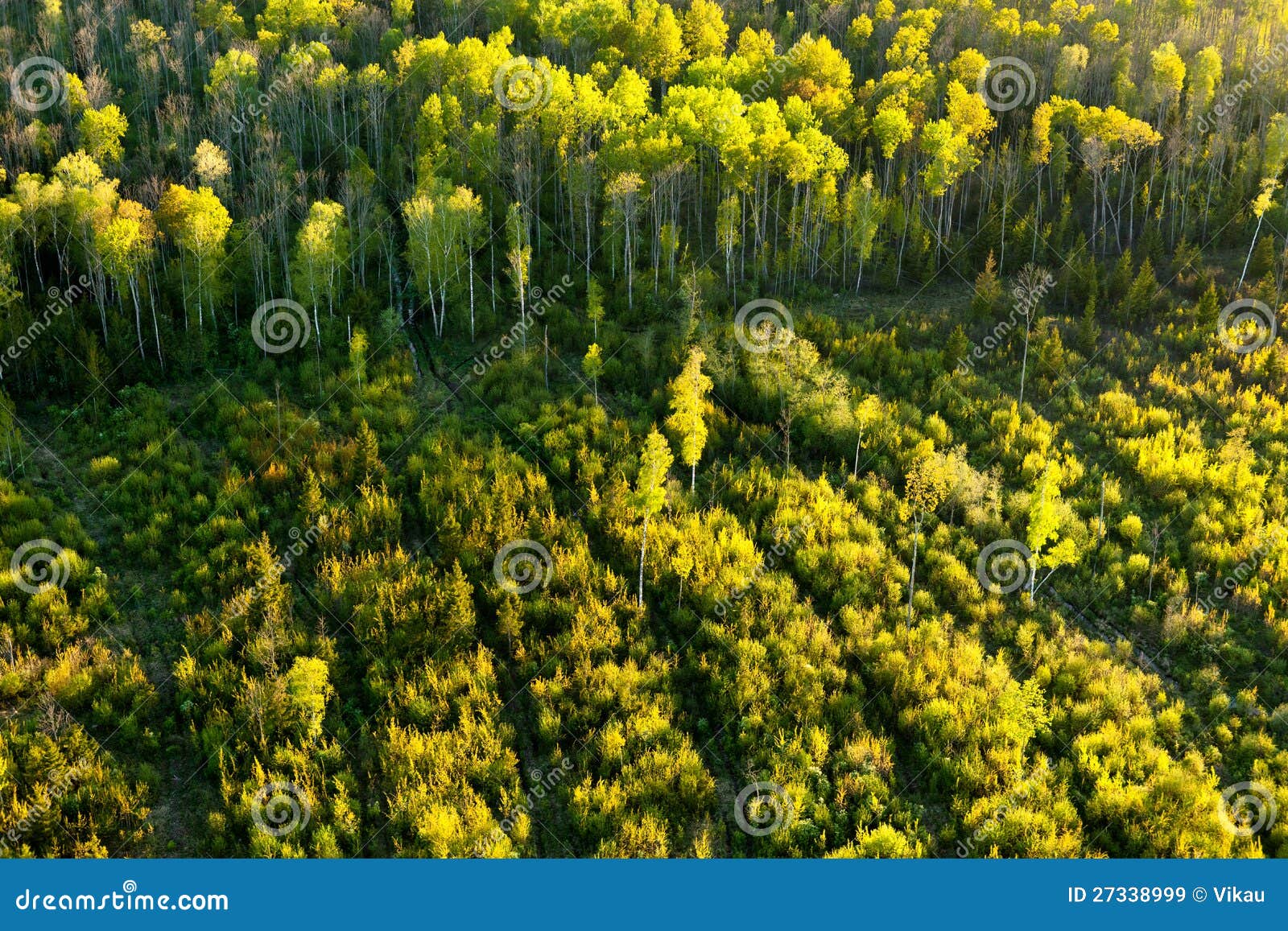 Aerial View of Lithuanian Forest Stock Image - Image of conservation ...