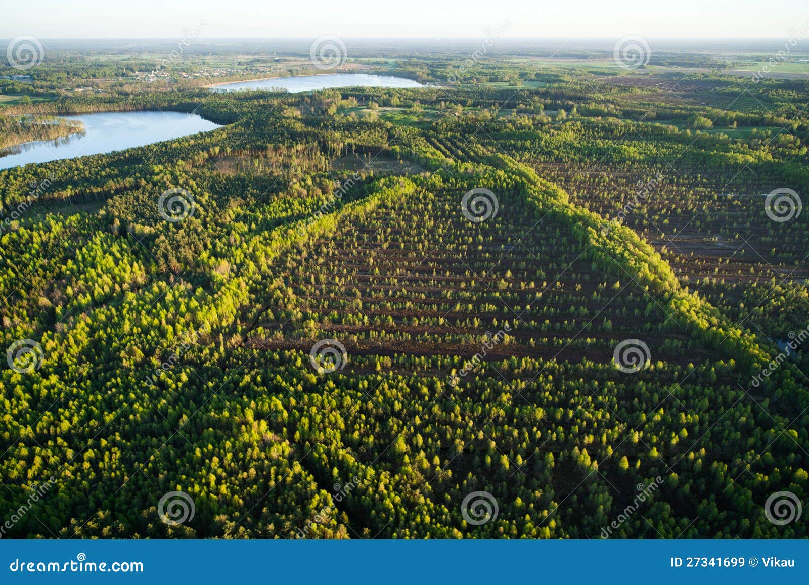 Aerial View of Lithuanian Forest Stock Image - Image of cultivated ...
