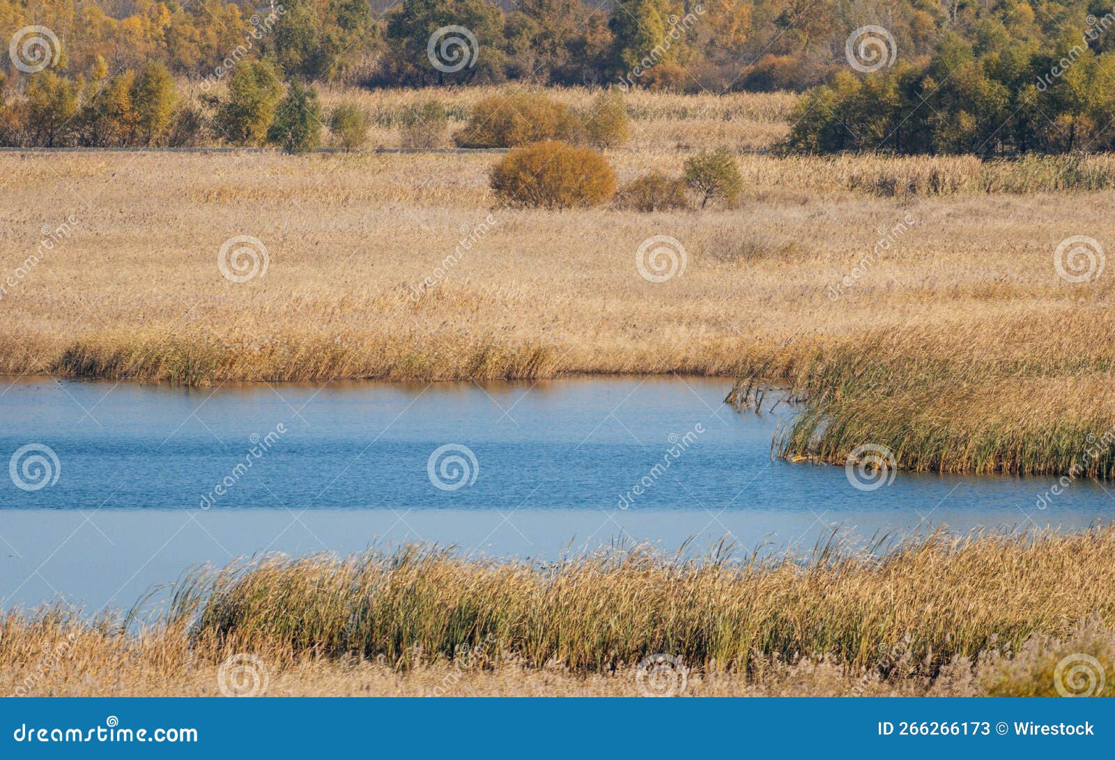Aerial View of Little Pond in Field Surrounded by Dense Trees Stock ...