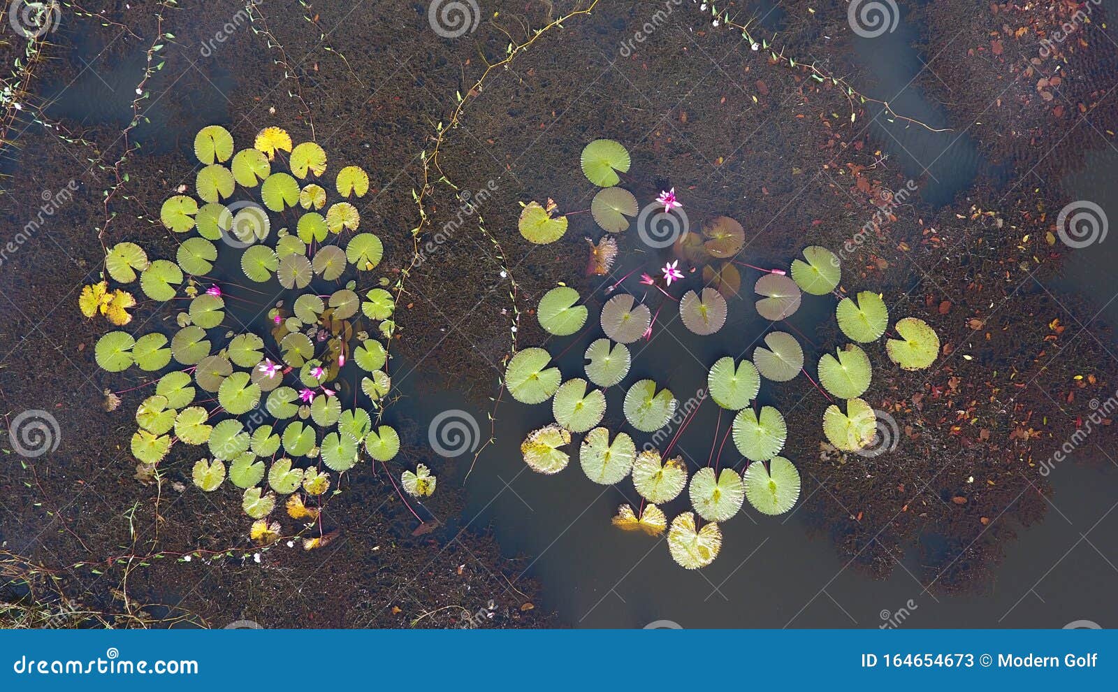 Aerial View of a Lotus Pond Stock Image - Image of perspective, leaf ...