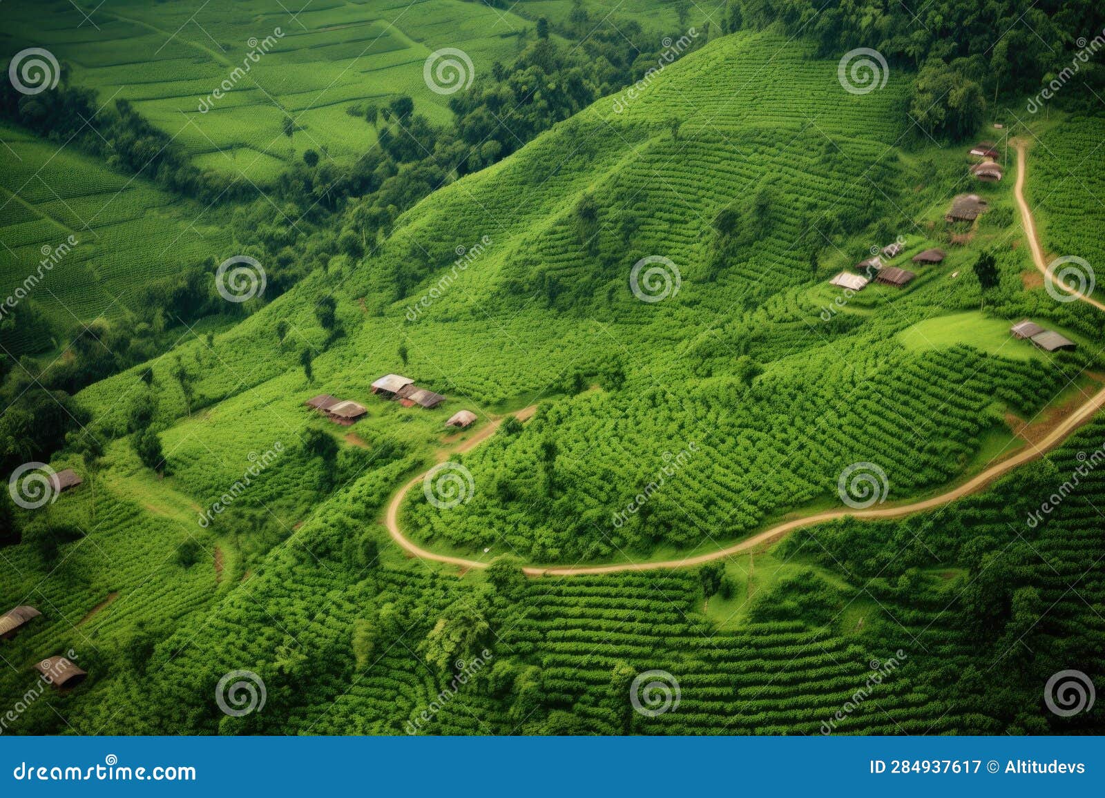 Aerial View of Lush Coffee Plantation Rows Stock Image - Image of crop ...