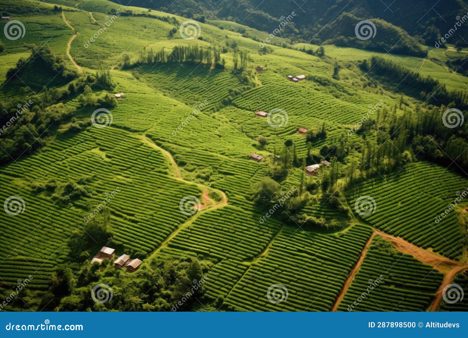 Aerial View of Lush Coffee Plantation Rows Stock Photo - Image of shot ...