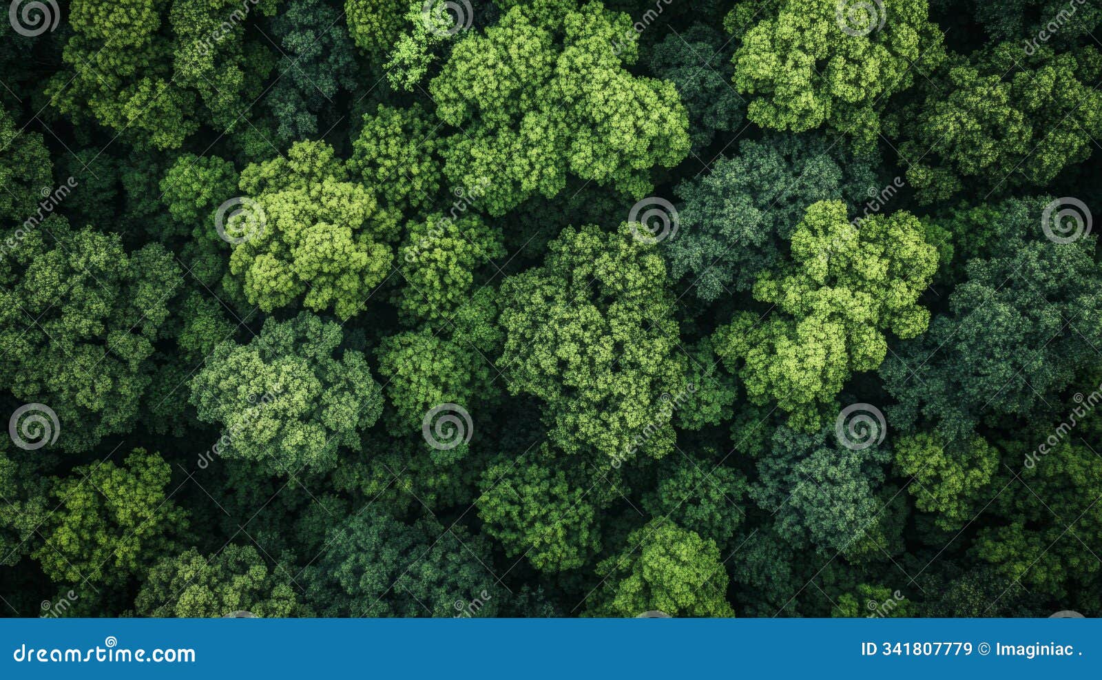 Aerial View of a Lush, Dense Forest Canopy Stock Illustration ...