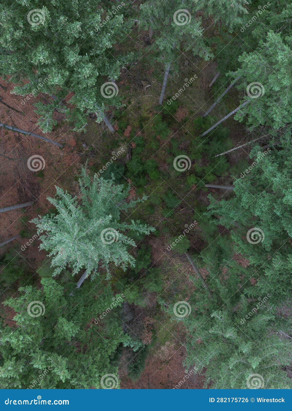 An Overhead View of Some Trees and Rocks in the Woods Stock Photo ...