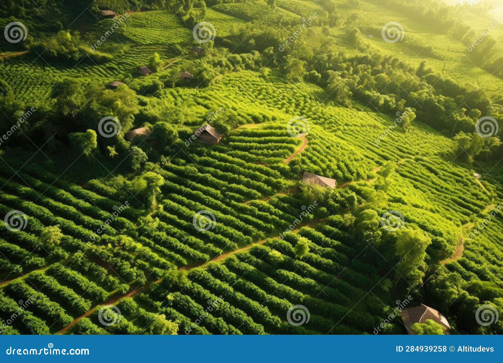 Aerial View of Lush Green Coffee Plantation Rows Stock Photo - Image of ...