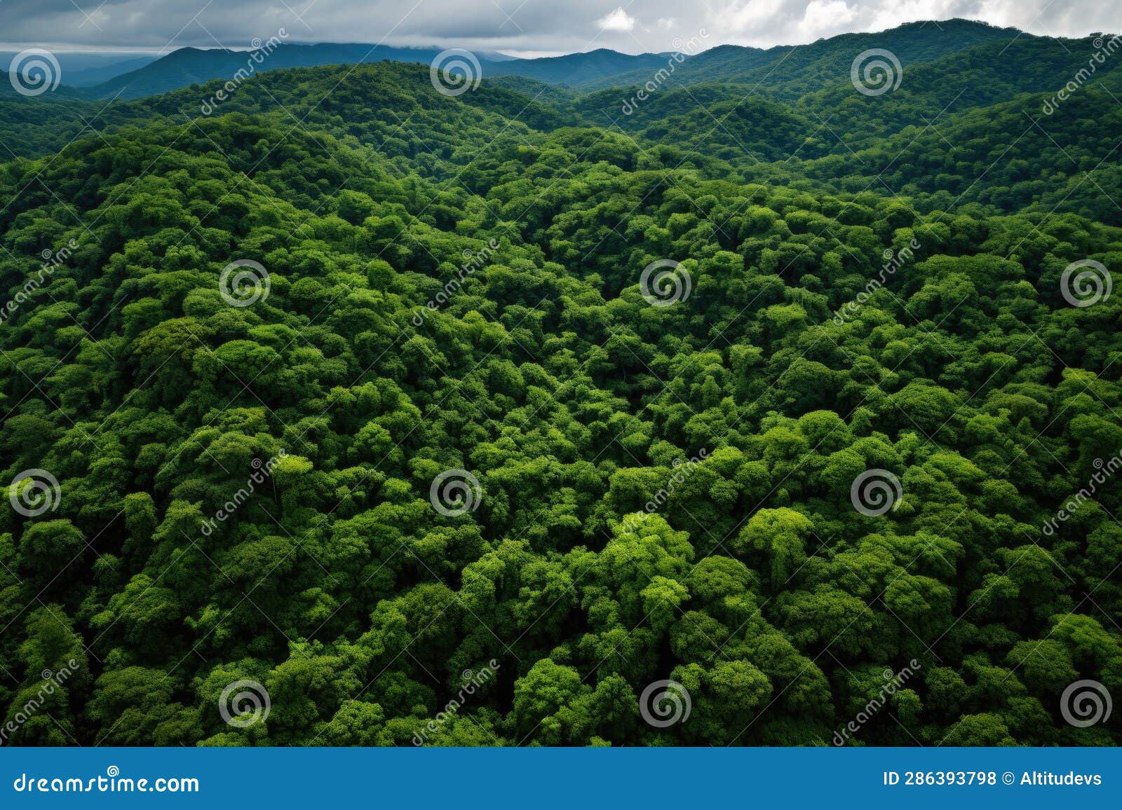 Aerial View of a Lush Green Forest Stock Photo - Image of wilderness ...