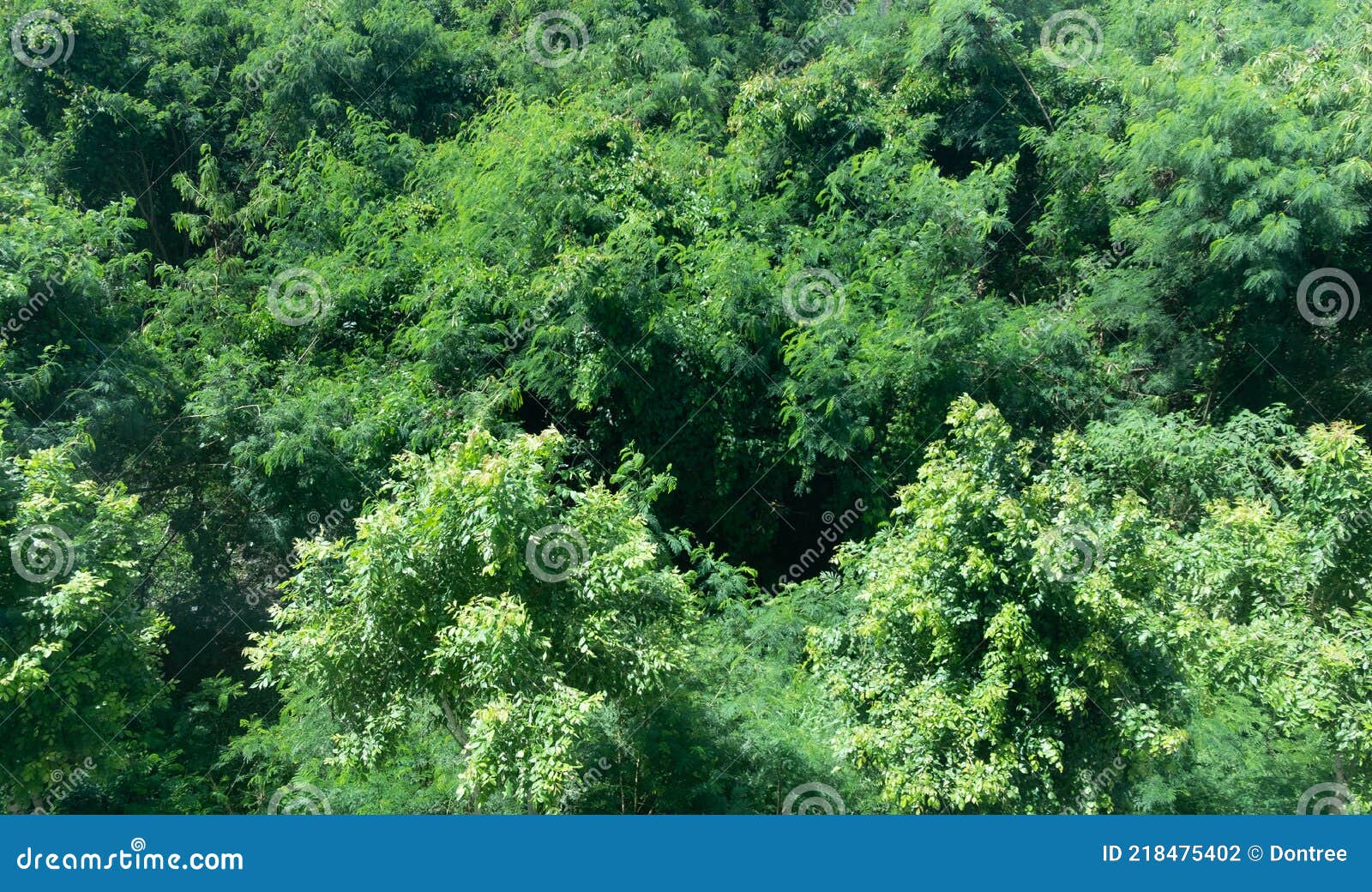 Aerial View of a Lush Green Forest Stock Photo - Image of scenery ...