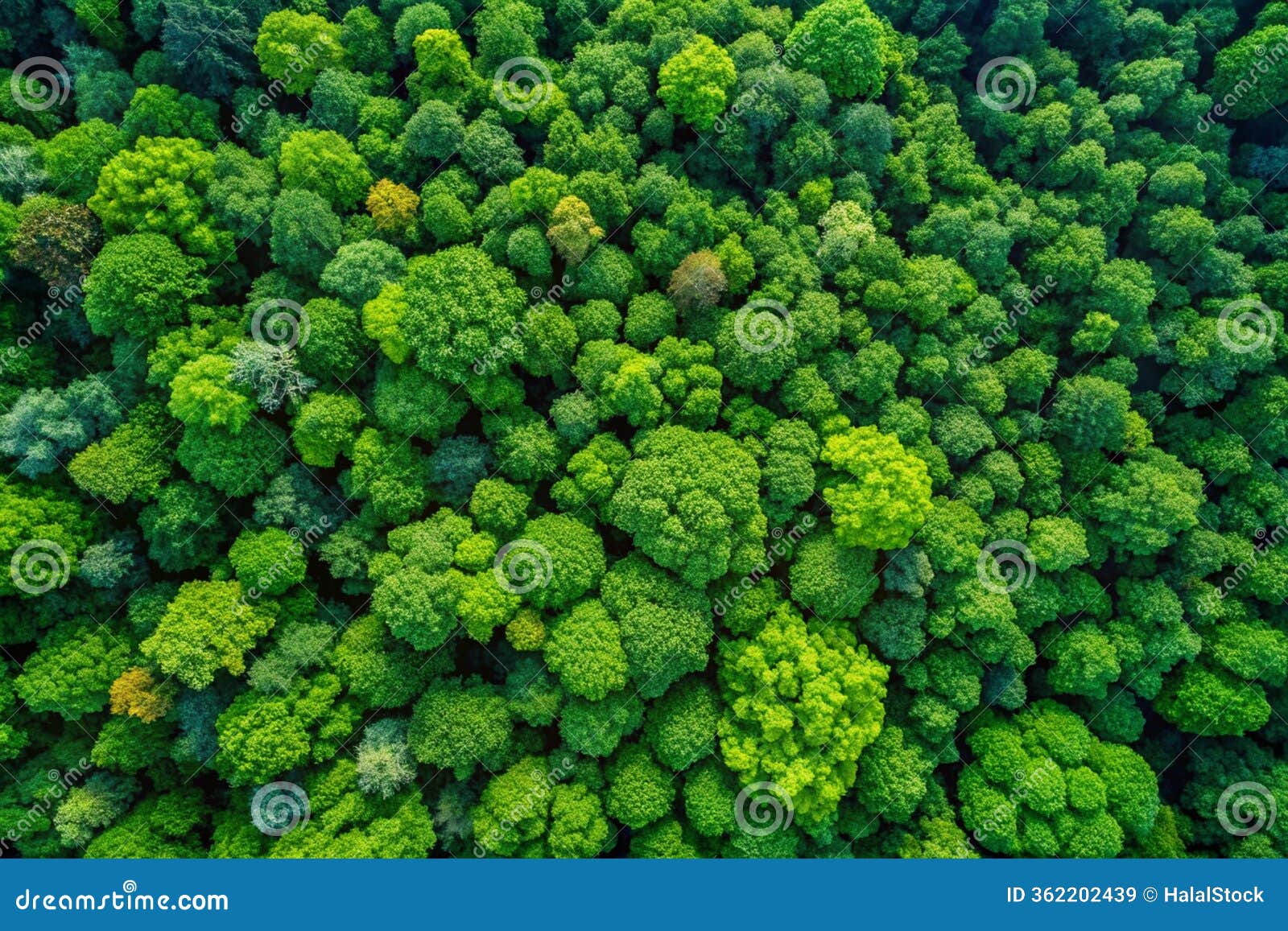 Aerial View of Lush Green Rainforest Ecosystem Stock Illustration ...