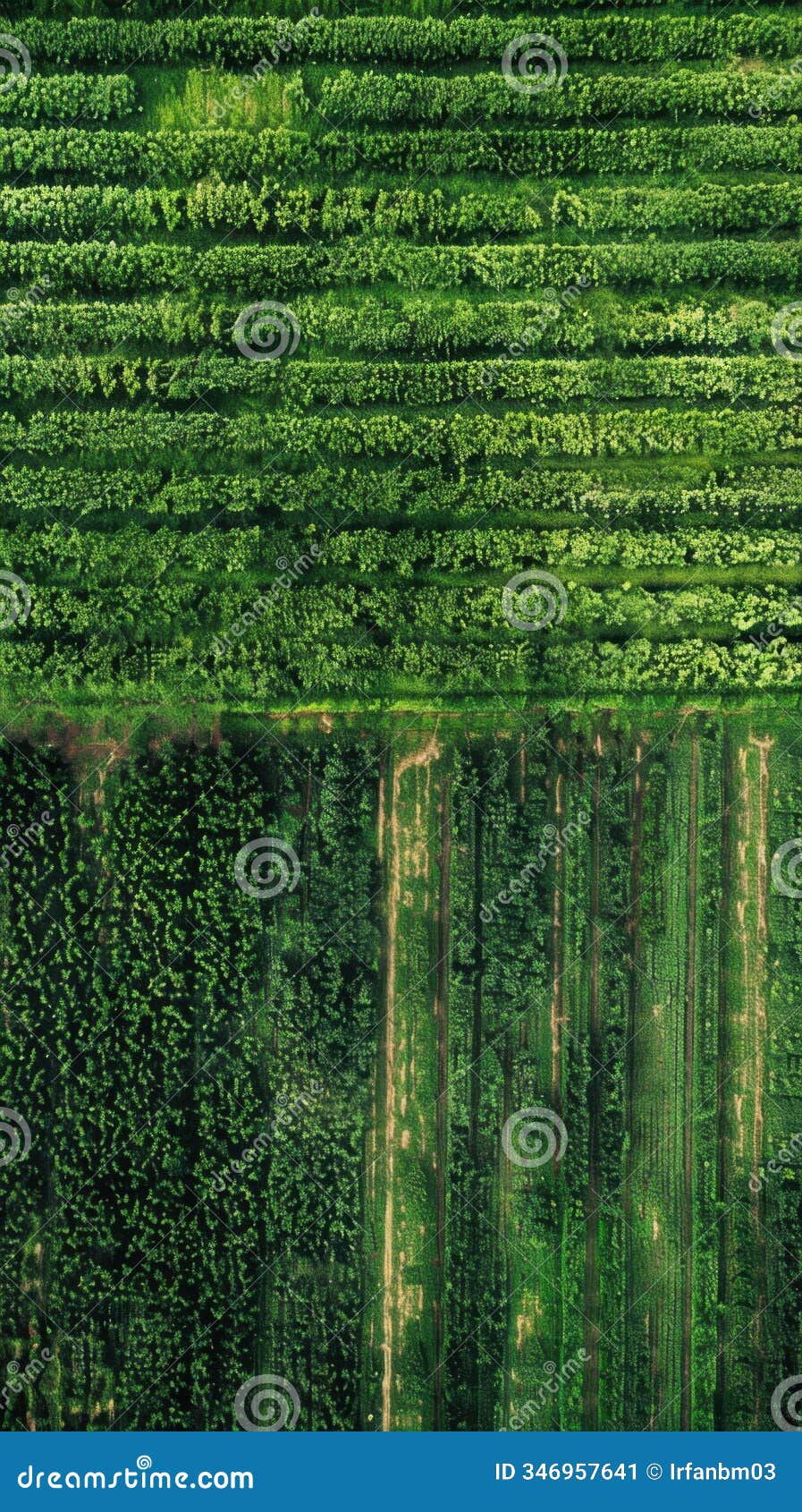 Rows Of Elm Trees And Knotted Willows In Between Meadows In The Flemish ...