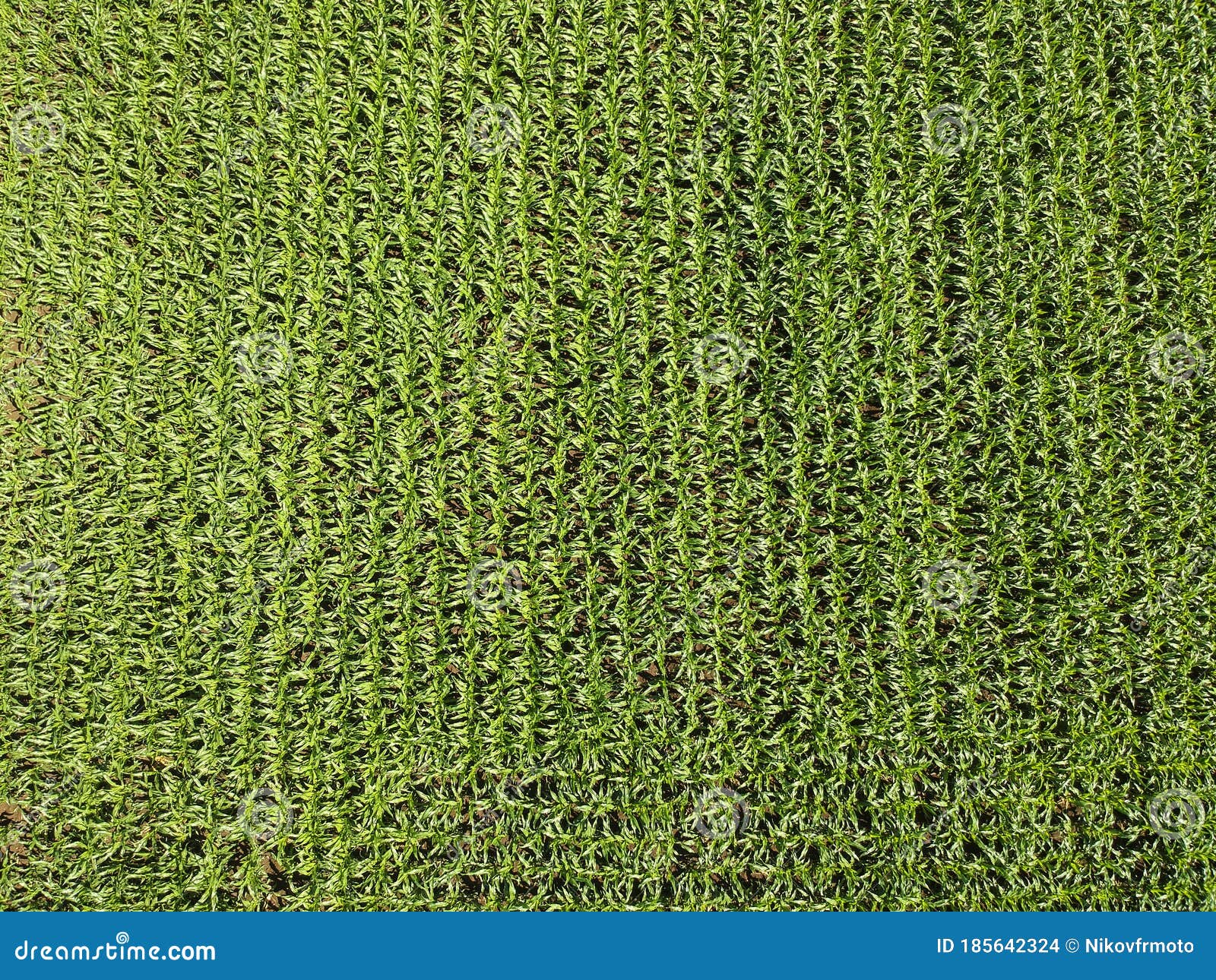 Aerial View of a Maize Field Stock Photo - Image of evening, golden ...