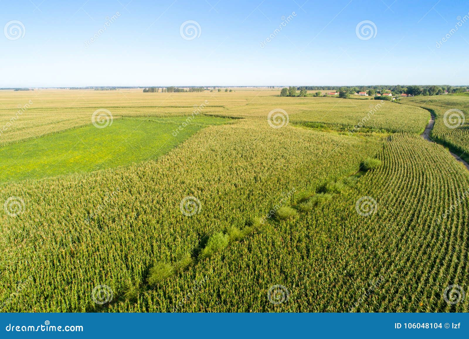 Aerial View of the Maize Field Stock Photo - Image of green, sunrise ...