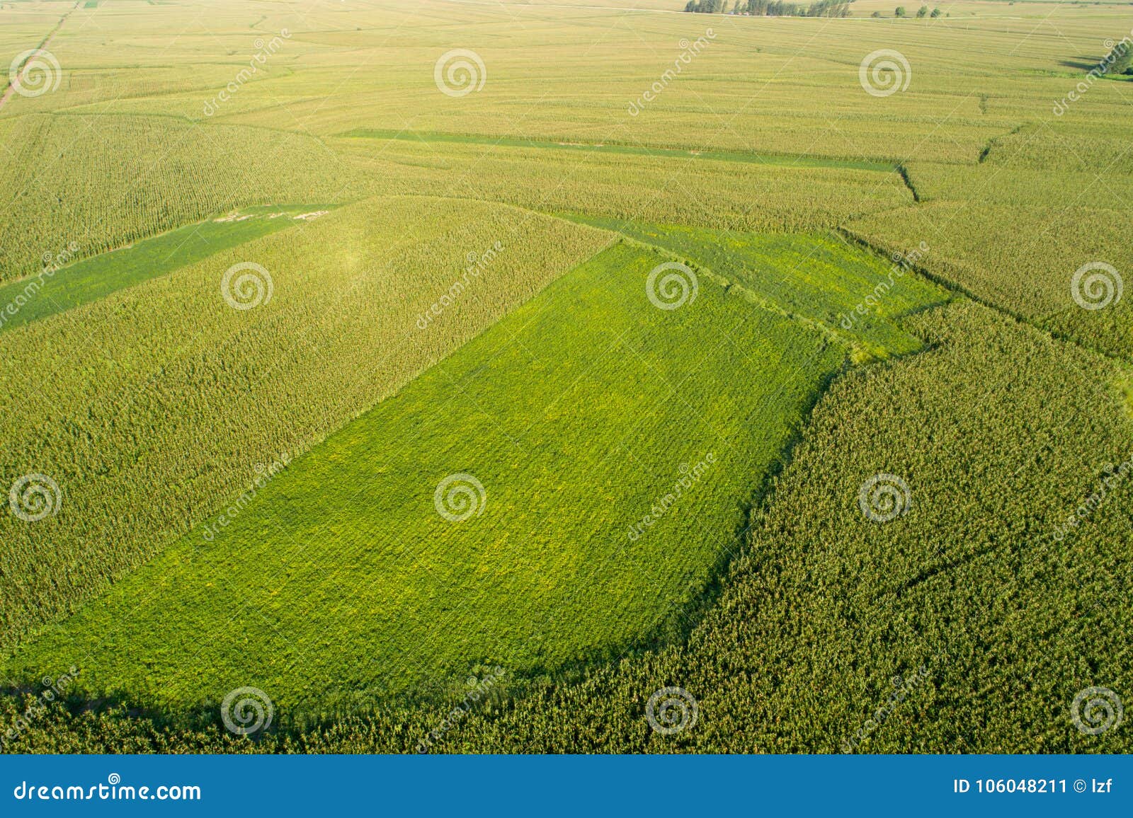 Aerial View of the Maize Field Stock Image - Image of nature ...