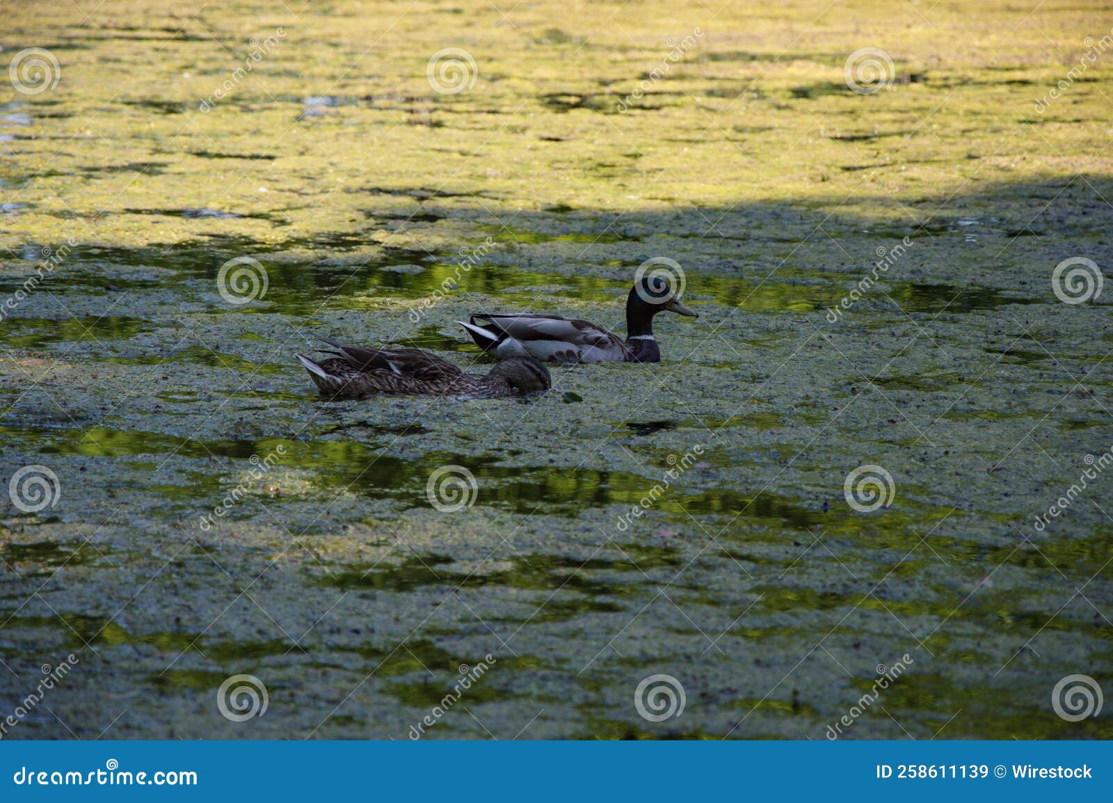 Aerial View of Mallard Ducks Floating in Water Stock Image - Image of ...