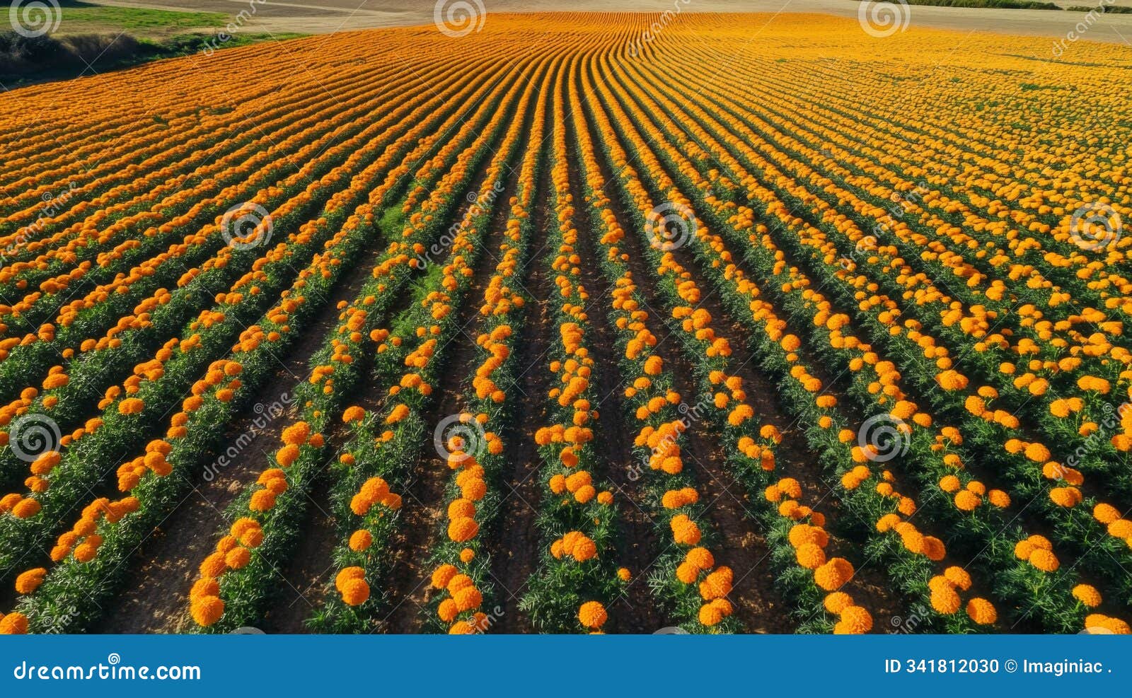 Marigold Field Royalty-Free Stock Image | CartoonDealer.com #281211988