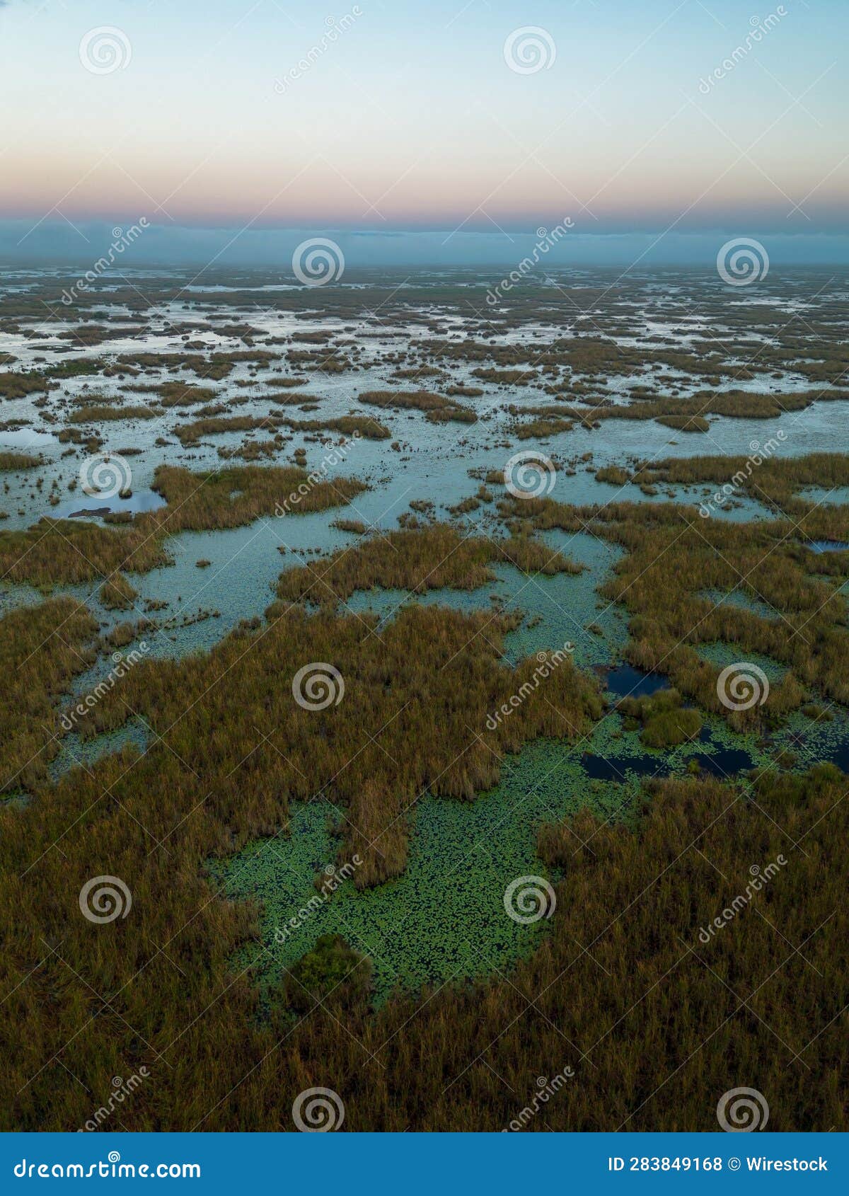 Aerial View of Marshes Covered with Greenery on a Sunny Day Stock Photo ...