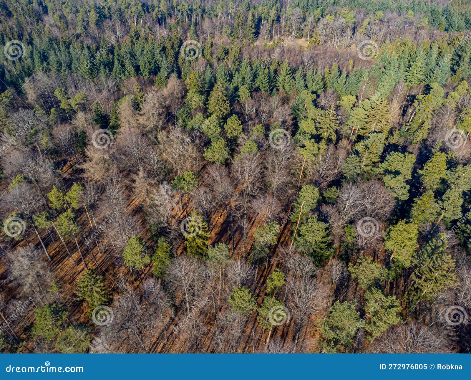 Aerial View of a Mixed Forest Casting Long Shadows with Conifer, Dead ...