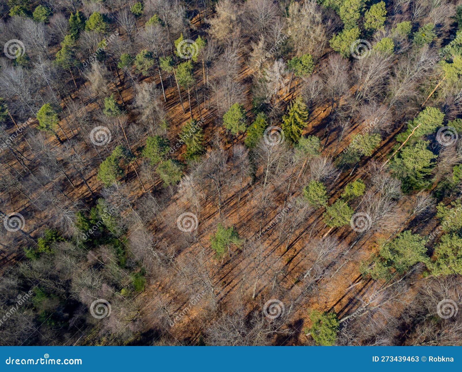 Aerial View of a Mixed Forest Casting Long Shadows with Conifer, Dead ...