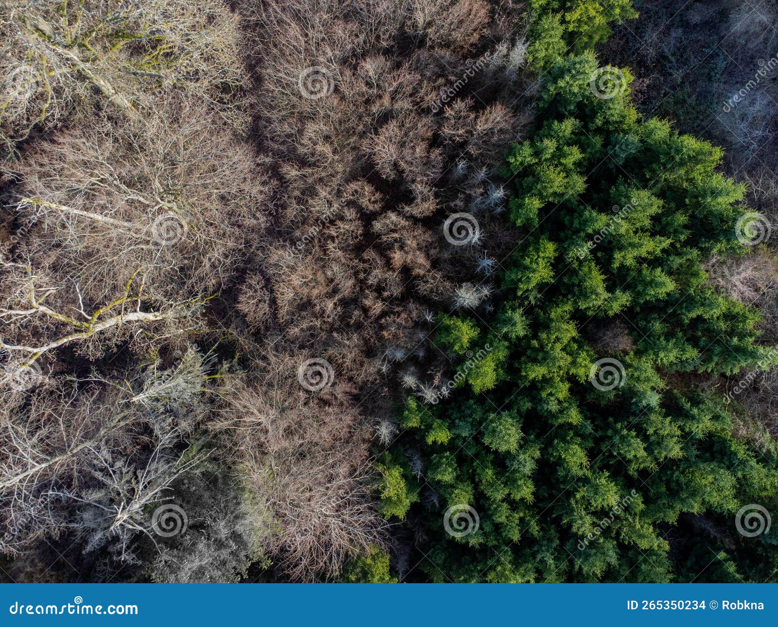 Aerial View of a Mixed Forest with Conifer, Dead and Bare Trees Stock ...