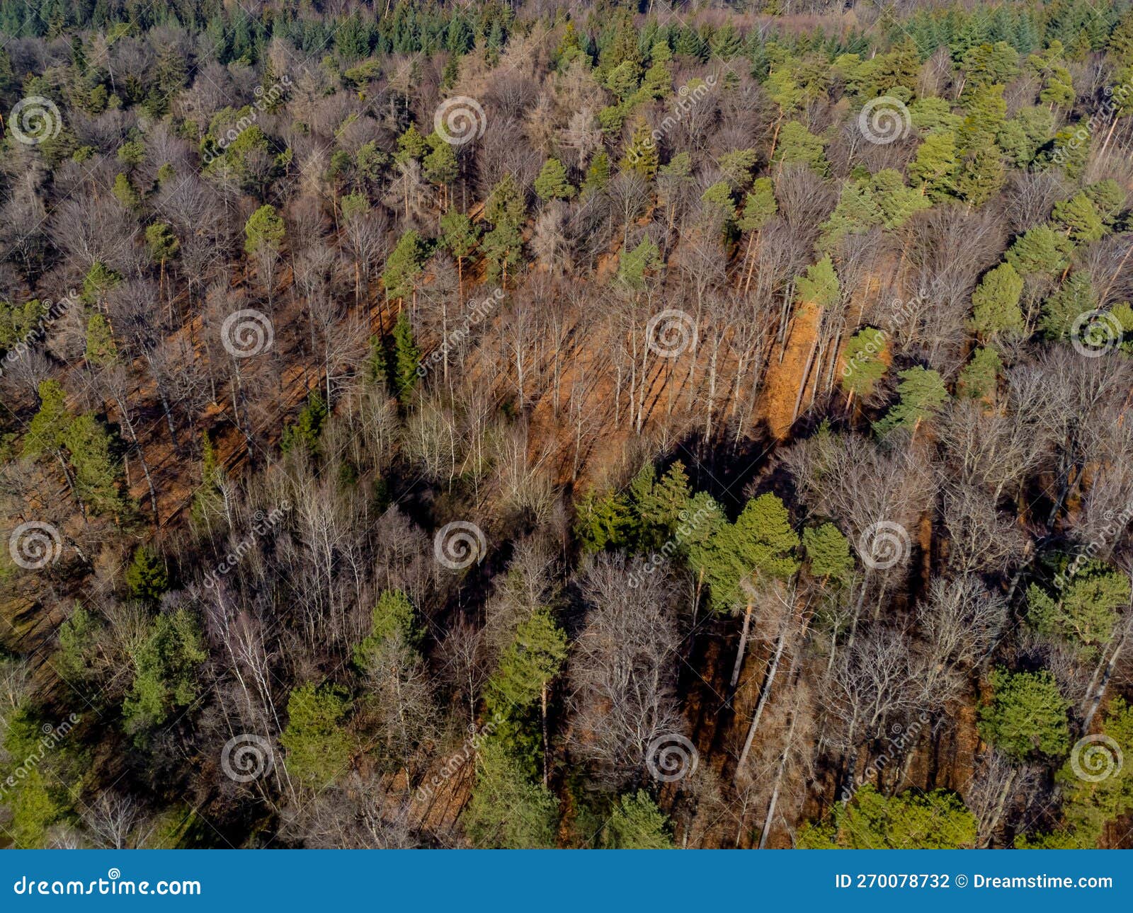 Aerial View of a Mixed Forest with Conifer, Dead and Bare Trees Stock ...