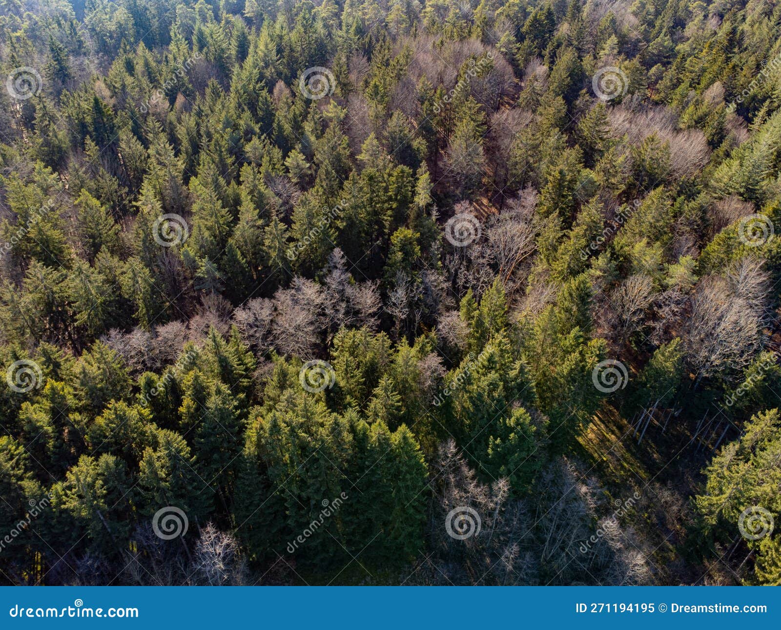 Aerial View of a Mixed Forest with Conifer, Dead and Bare Trees Stock ...