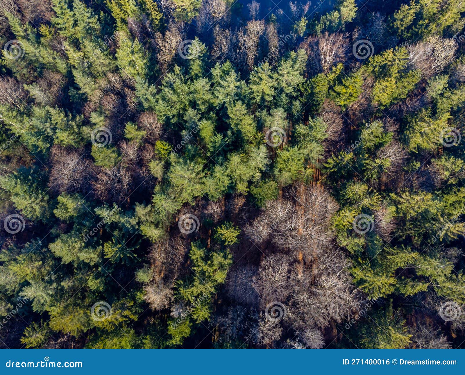 Aerial View of a Mixed Forest with Conifer, Dead and Bare Trees Stock ...