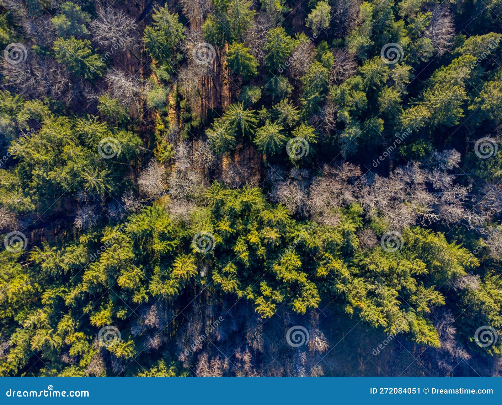 Aerial View of a Mixed Forest with Conifer, Dead and Bare Trees Stock ...