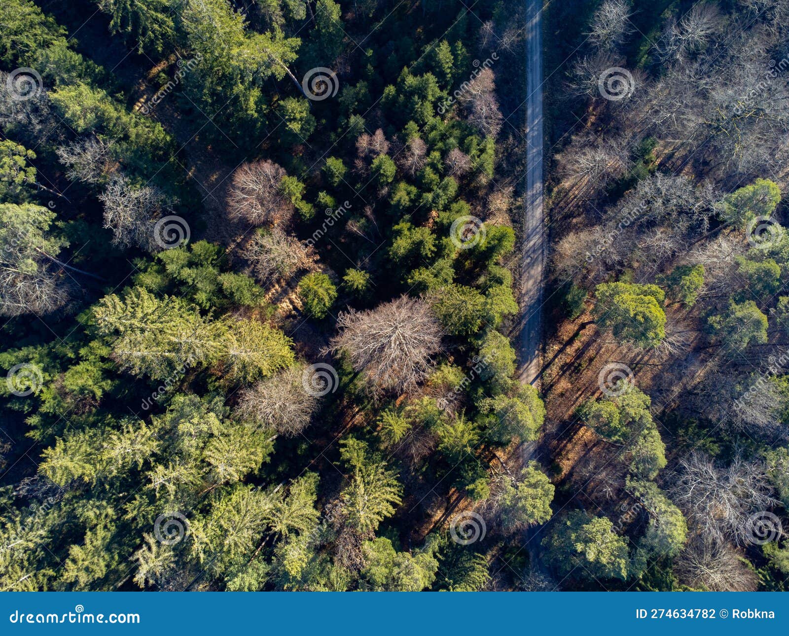 Aerial View of a Mixed Forest with Conifer, Dead and Bare Trees Stock ...