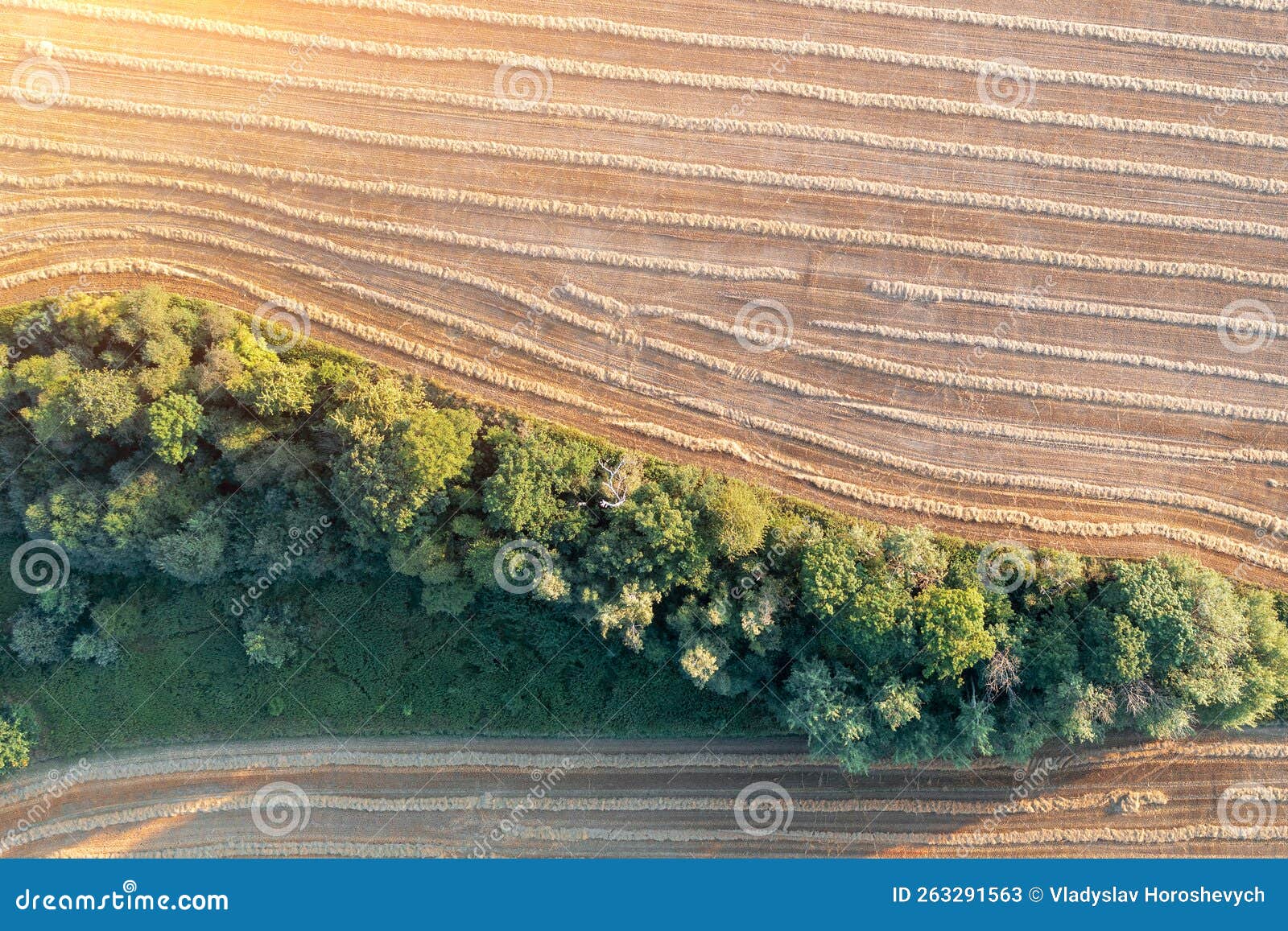 Aerial View of a Mowed Field, Rows of Dry Grass on the Field Stock ...