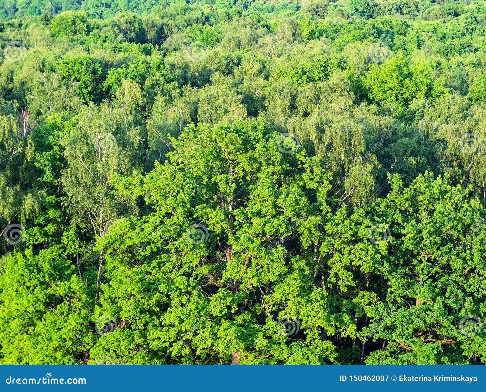 Aerial View of Oak Tree in Green Forest in Summer Stock Image - Image ...