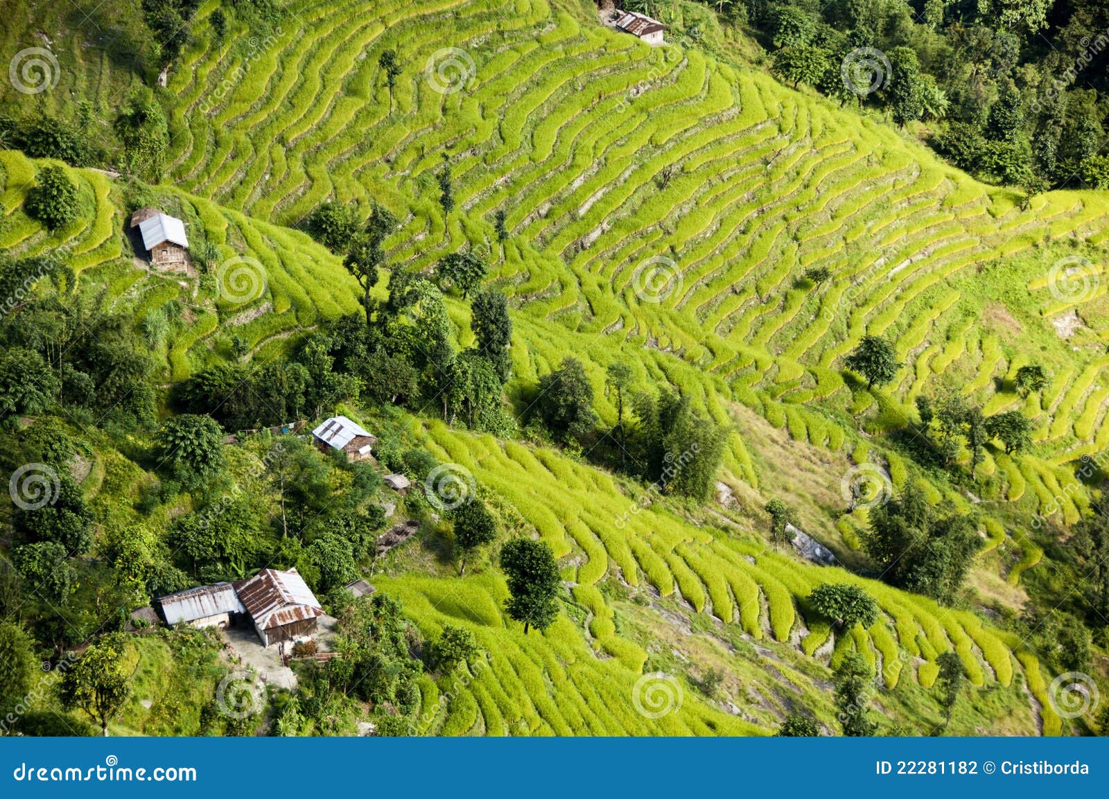 Aerial View Ofl Rice Terraces Stock Photo - Image of hillside, farm ...