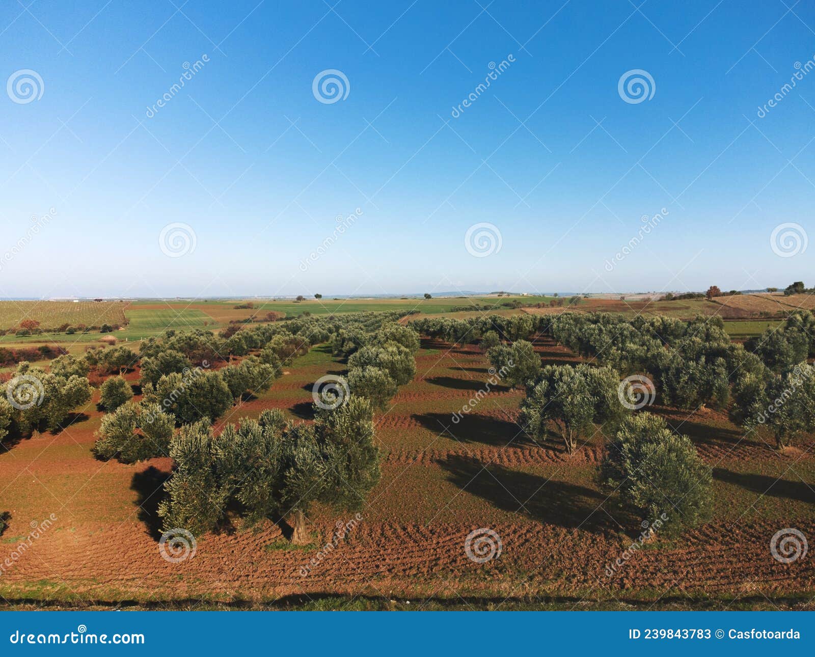Aerial View of Olive Fields Stock Image - Image of canakkale ...