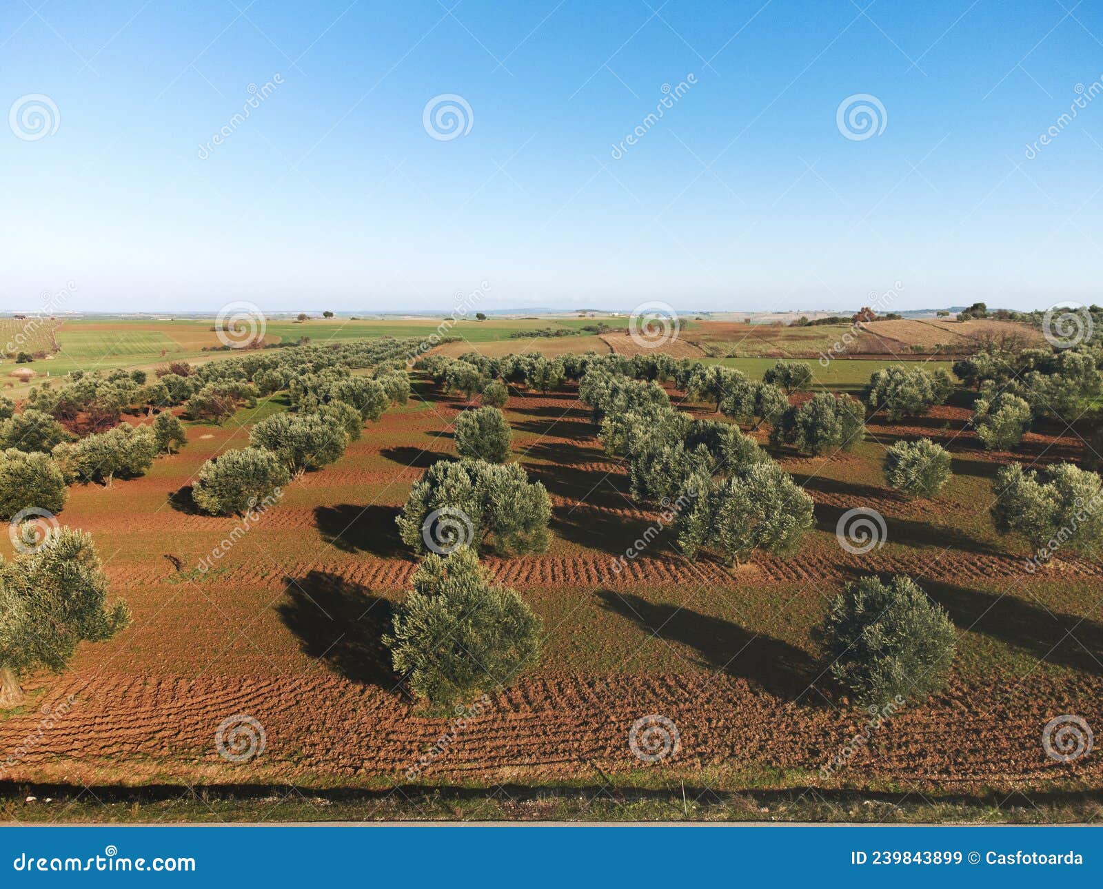 Aerial View of Olive Fields Stock Image - Image of tree, field: 239843899