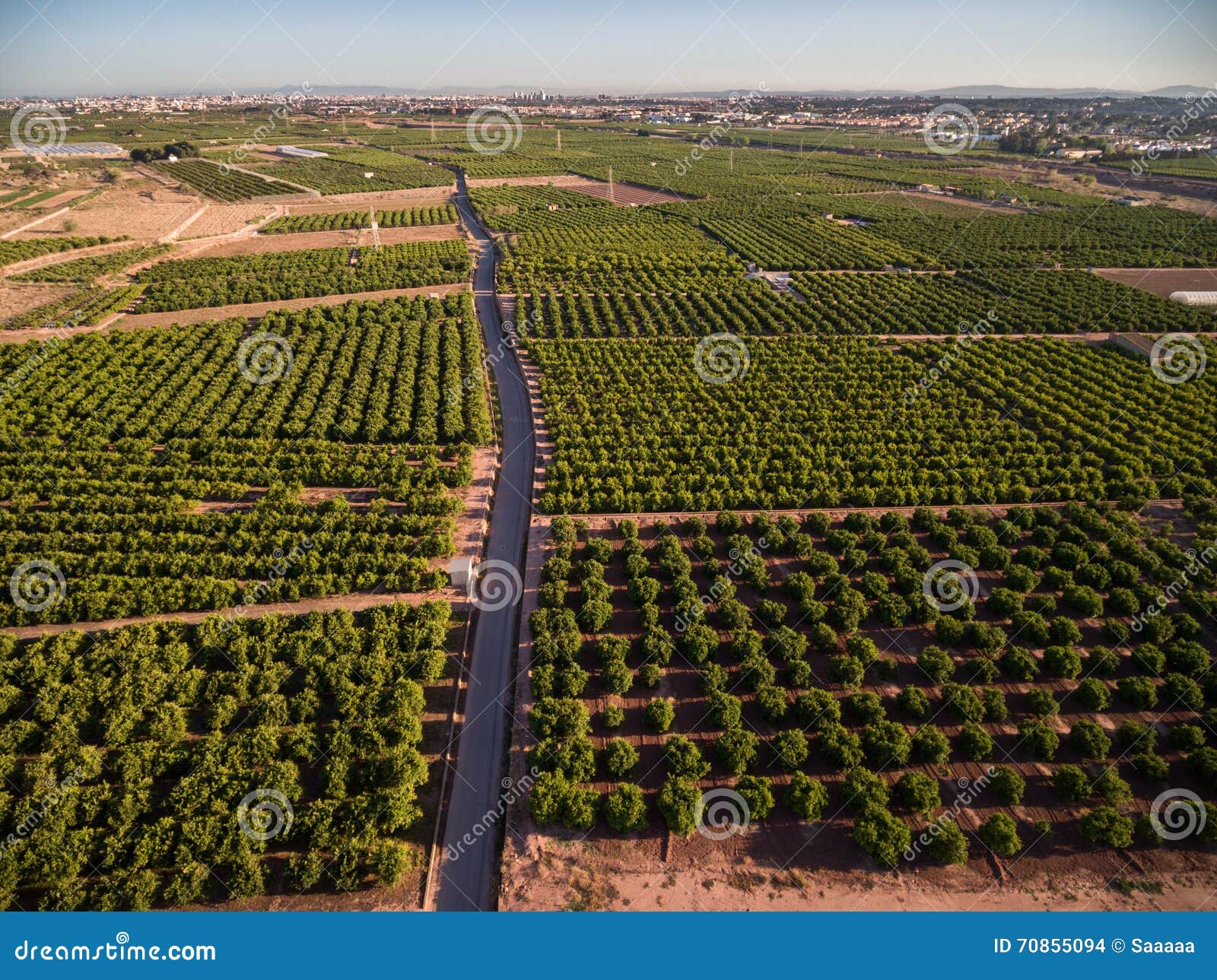 Aerial View of Orange Fields in Valencia Stock Photo - Image of ...