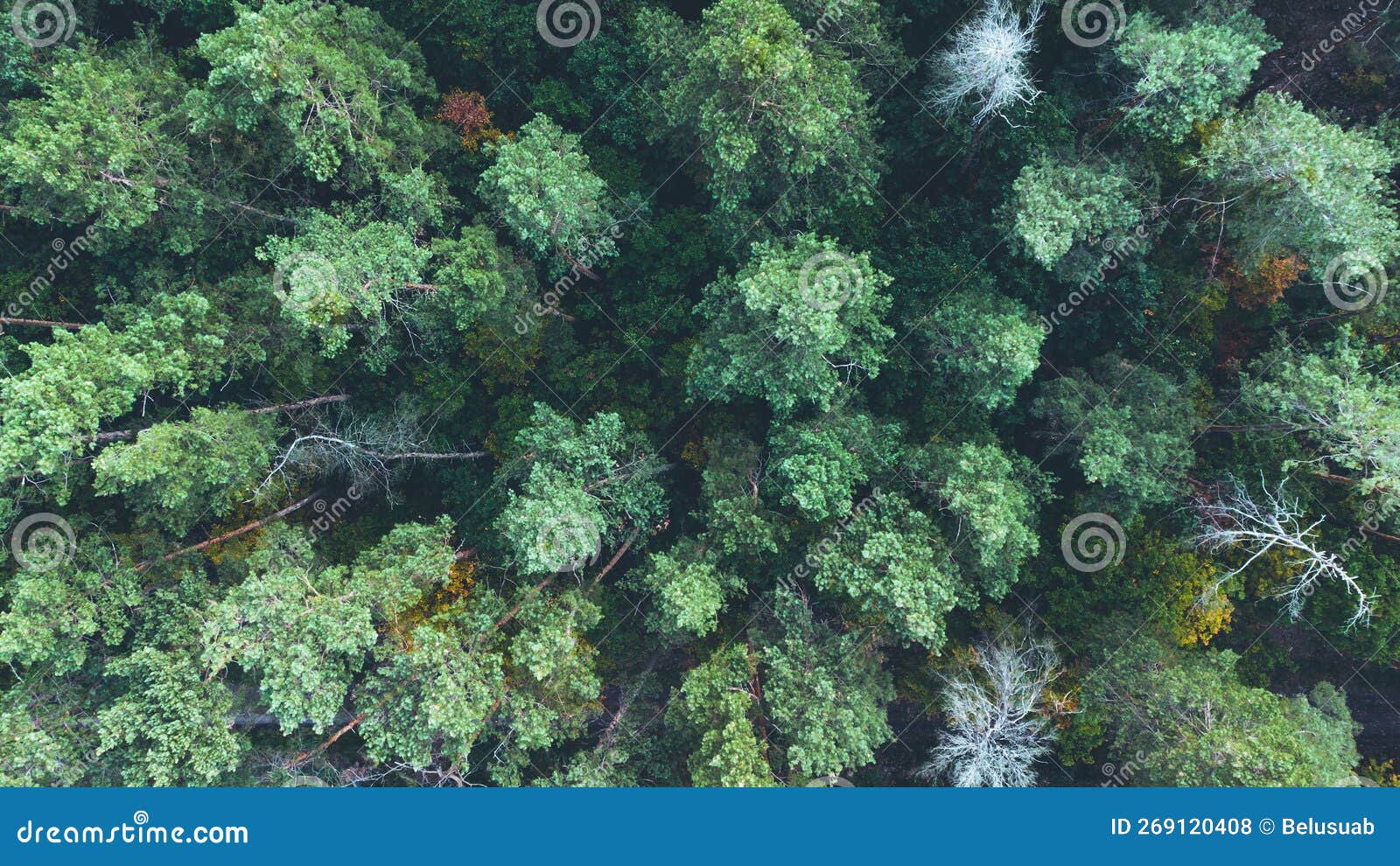 Aerial View Over a Pine Tree Forest Stock Photo - Image of scenery ...