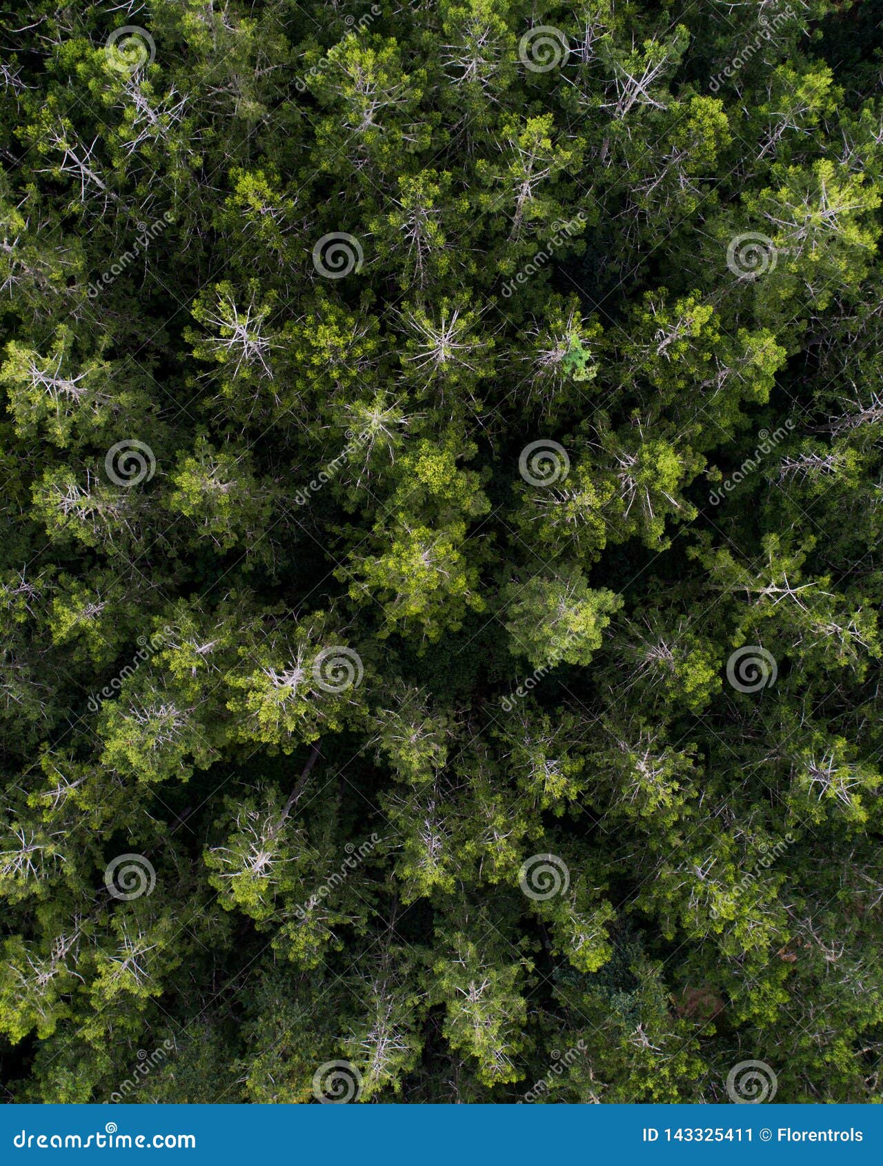 Aerial View Over a Pine Tree Forest. Stock Image - Image of color ...