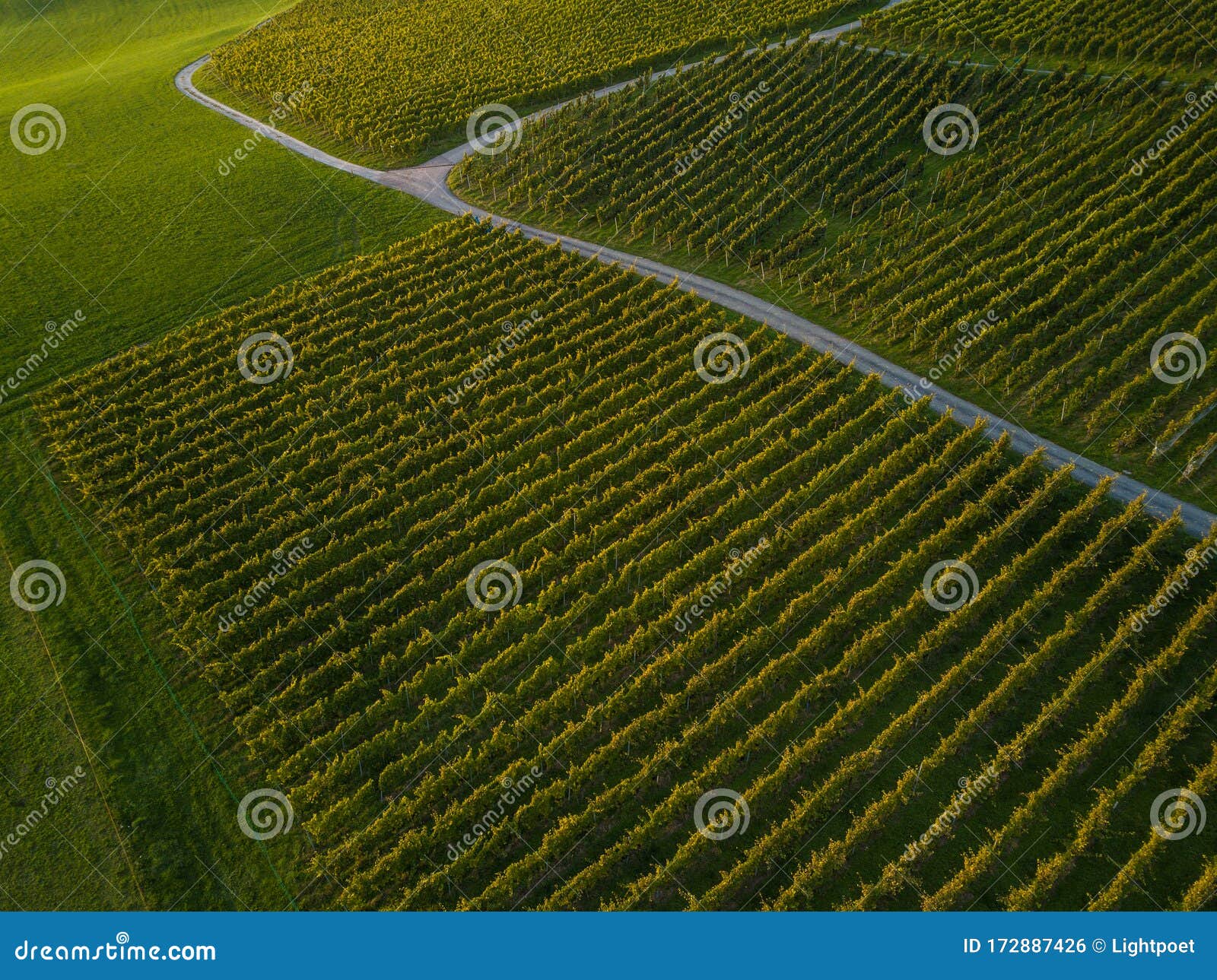 Aerial View Over Vineyard Fields Stock Photo - Image of farm, aerial ...