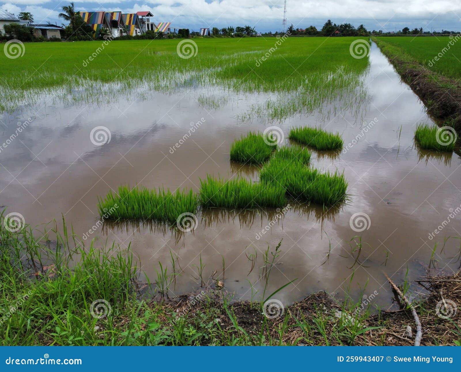 Aerial View of the Paddy Field Farm after the Rain Stock Image - Image ...