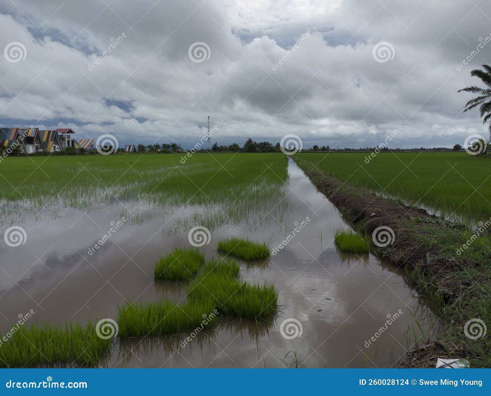 Aerial View of the Paddy Field Farm after the Rain Stock Photo - Image ...