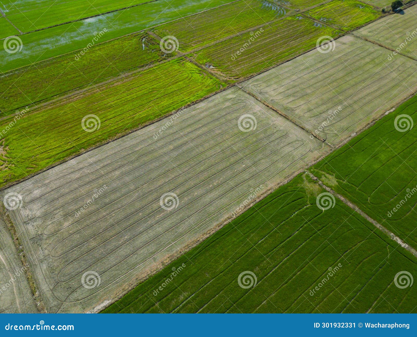 Aerial View of Paddy Field in Thailand Stock Image - Image of farmer ...