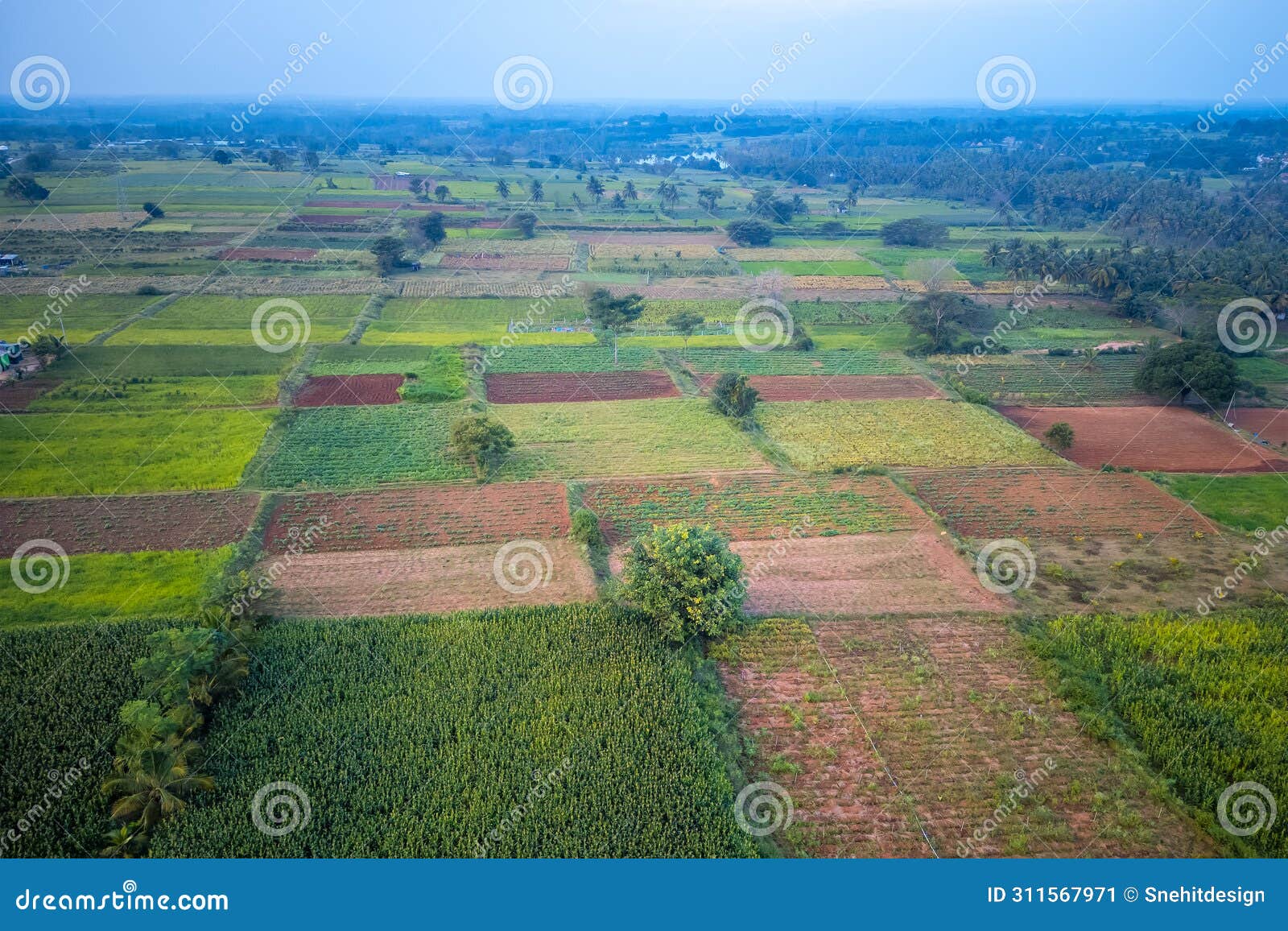 Aerial View of Paddy Fields in Rural India in Karnataka State Stock ...