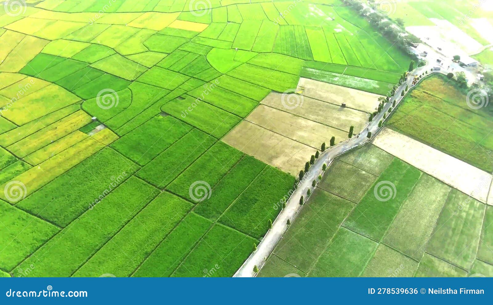 Aerial View of Paddy Fields with Winding Road in Ambarawa, Central Java ...